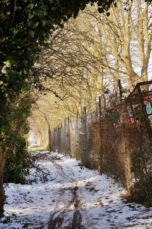 Path through Trees and Foliage on a Snow Covered Sunny Day Stock Photo ...