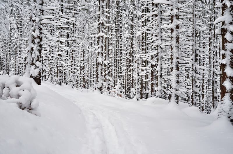 Snowy path stock photo. Image of trekking, forest, white - 48381282