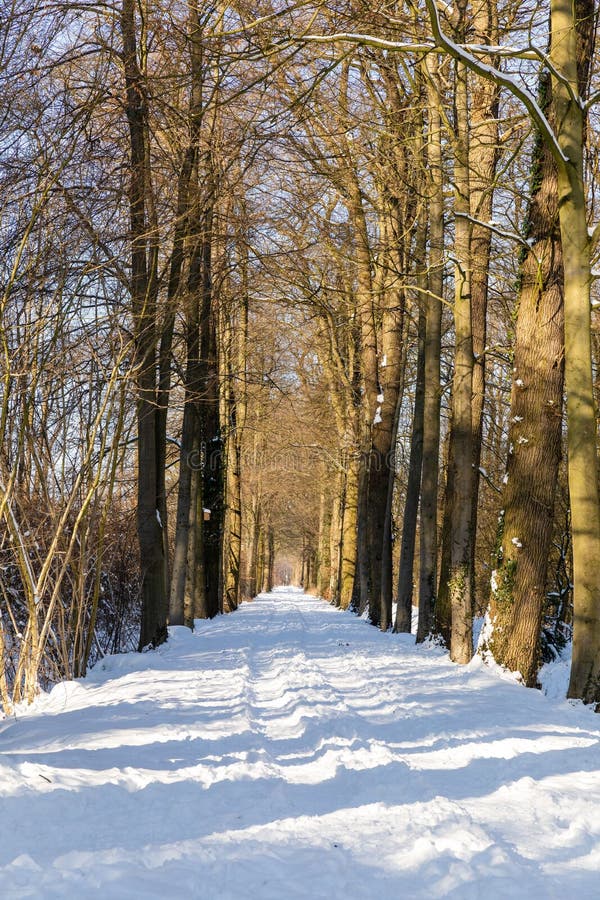 Snowy Path through Trees in the Woods Stock Image - Image of forest ...