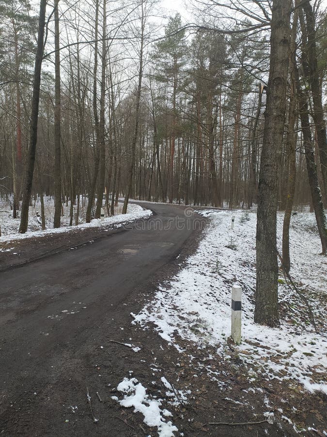 Snowy Path through the Woods Stock Image - Image of wilderness, asphalt ...