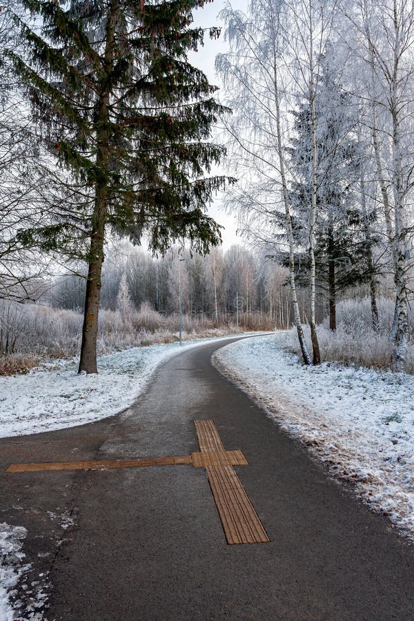 Snowy Path through Winter Forest with Large Trees Alongside Stock Image ...