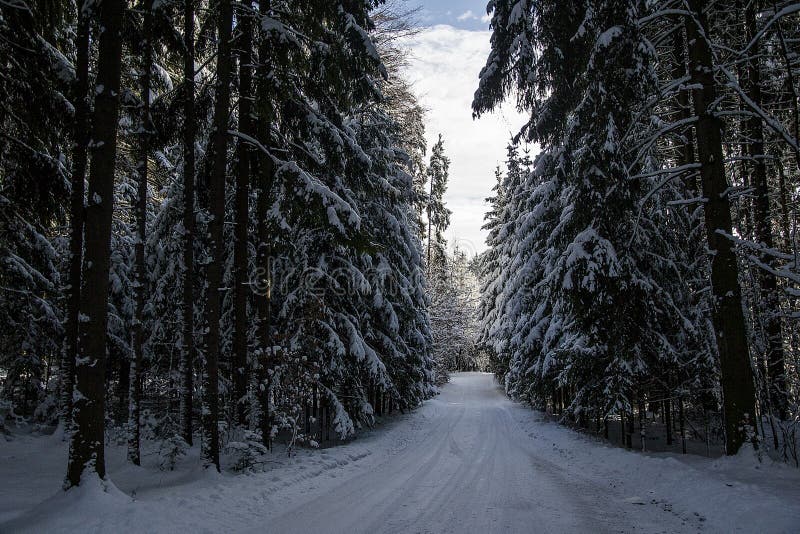 Snowy Path in the Woods, Roads Covered in Snow Stock Photo - Image of ...