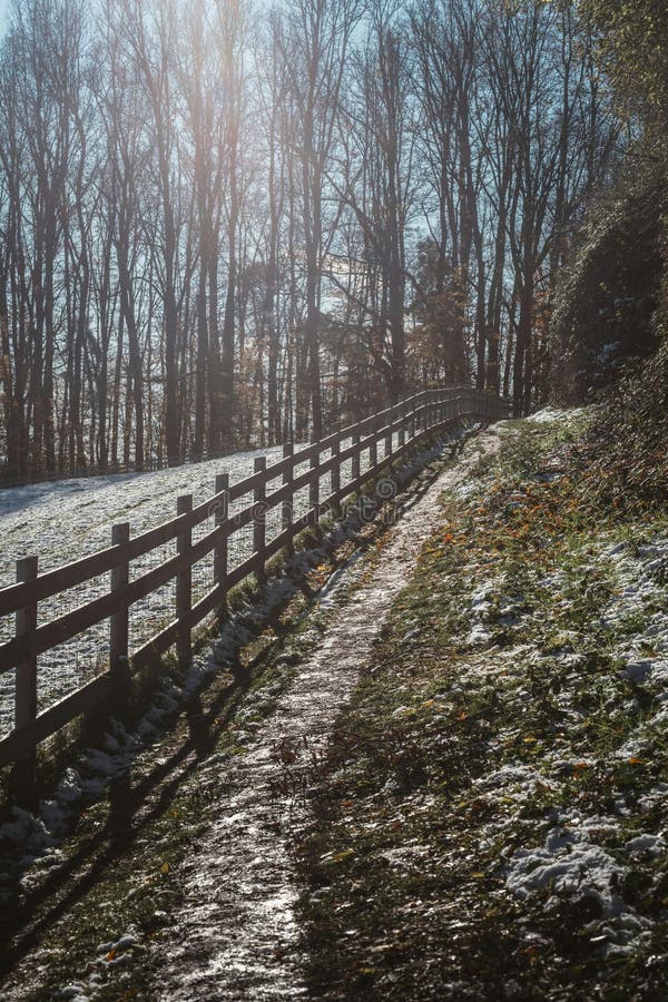 Snowy Pathway Along a Forest in Winter Stock Photo - Image of setting ...