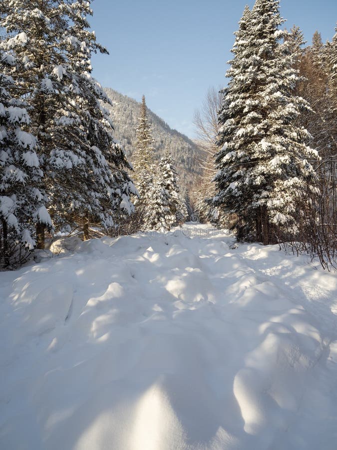 Snowy Pathway in Canada stock photo. Image of trek, weather - 206803064
