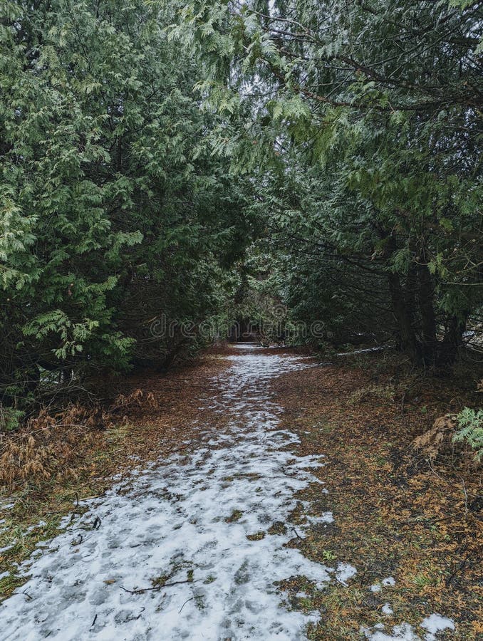 Snowy Pathway in a Dense Green Forest Stock Photo - Image of spring ...