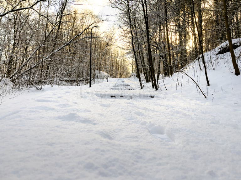 Snowy Pathway in a Forest during Late Afternoon with Sunlight Filtering ...