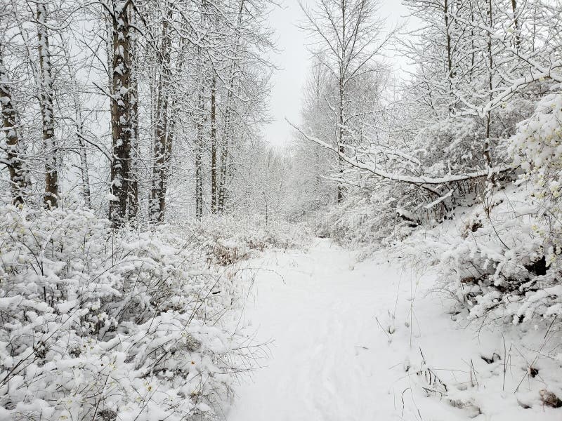 Snowy Pathway in Nelson, BC Stock Image - Image of beautiful, british ...