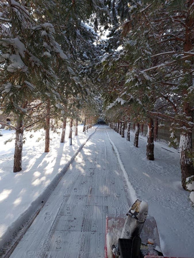 Snowy Pathway through Pine Forest with Sledge in Winter Wonderland ...