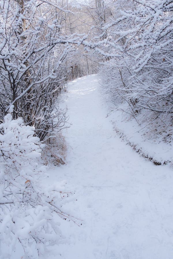 Snowy Pathway 3 stock image. Image of hill, snow, hillside - 62708267