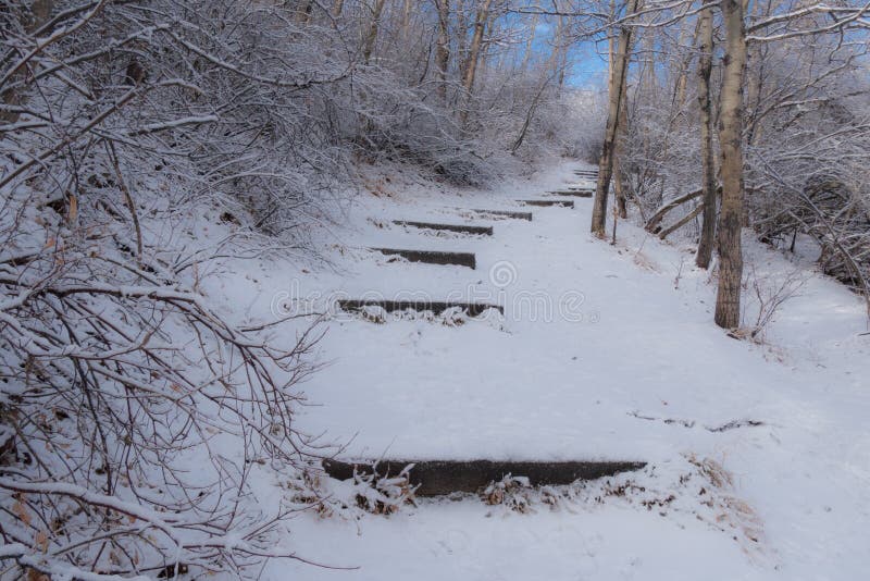 Snowy Pathway stock image. Image of woods, trail, season - 62708295