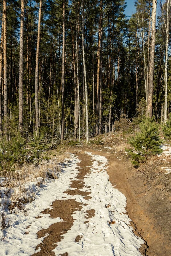 Snowy Pathway for Walking in Forest in Winter Stock Image - Image of ...
