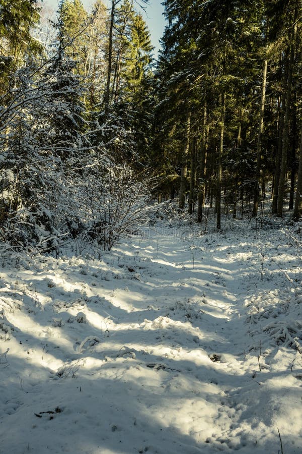 Snowy Pathway for Walking in Forest in Winter Stock Photo - Image of ...
