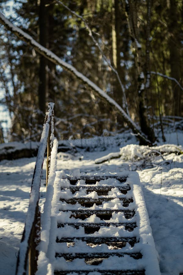 Snowy Pathway for Walking in Forest in Winter Stock Photo - Image of ...