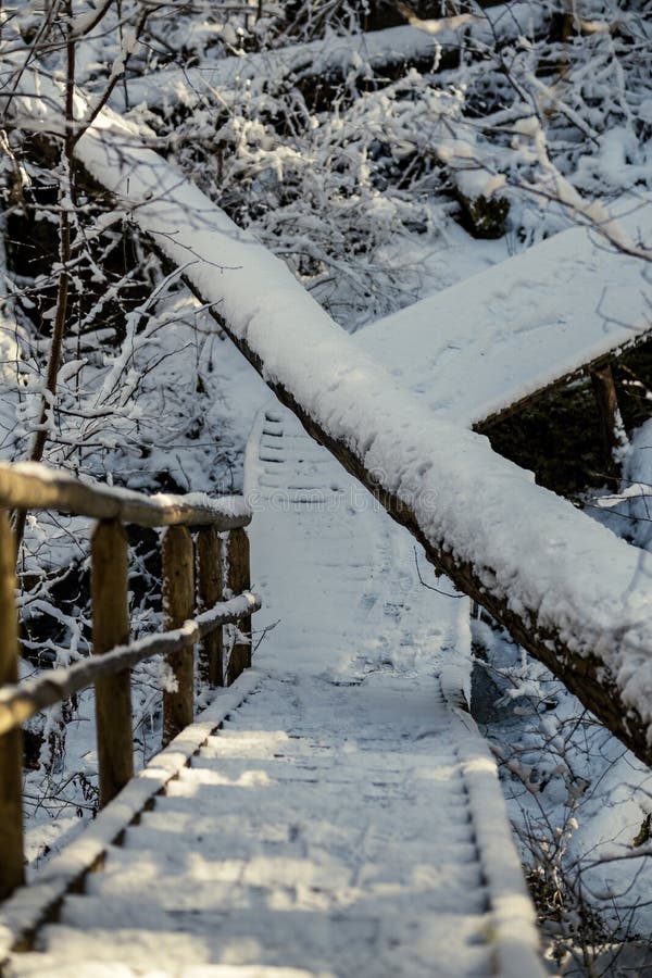 Snowy Pathway for Walking in Forest in Winter Stock Image - Image of ...