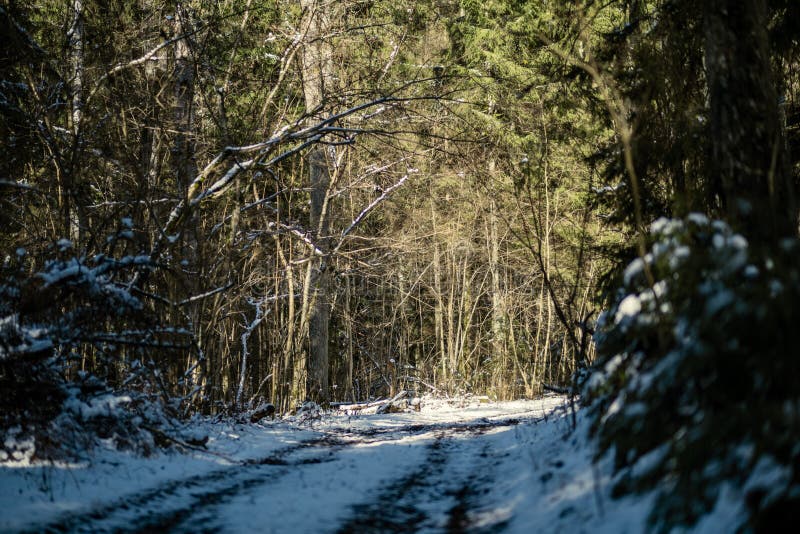 Snowy Pathway for Walking in Forest in Winter Stock Photo - Image of ...