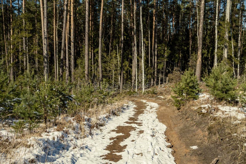 Snowy Pathway for Walking in Forest in Winter Stock Image - Image of ...