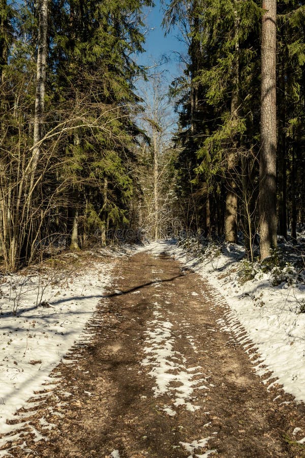Snowy Pathway for Walking in Forest in Winter Stock Photo - Image of ...