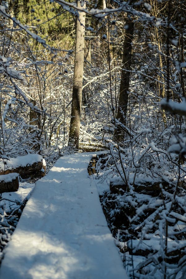 Snowy Pathway for Walking in Forest in Winter Stock Photo - Image of ...