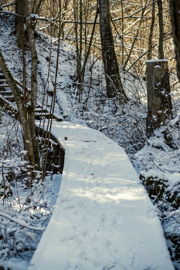 Snowy Pathway for Walking in Forest in Winter Stock Photo - Image of ...
