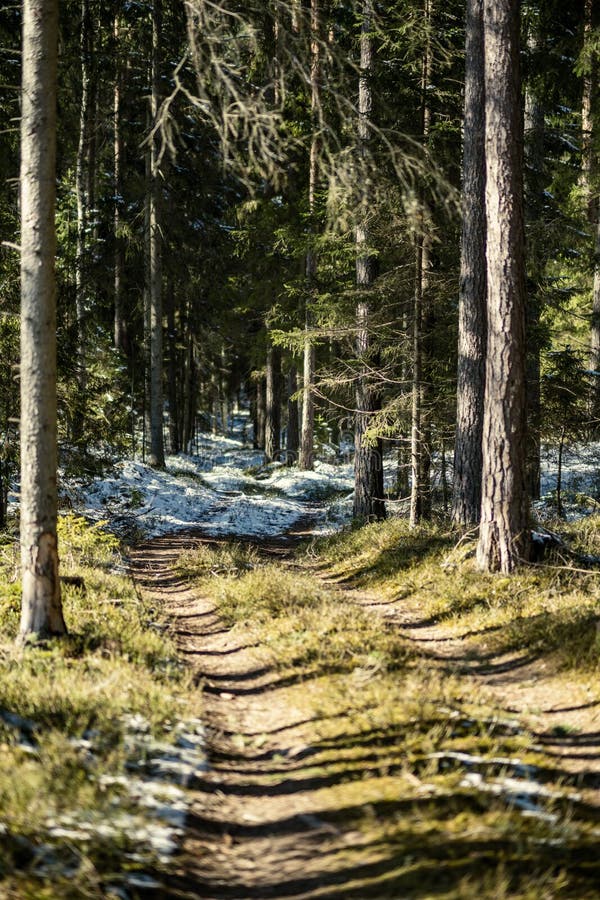 Snowy Pathway for Walking in Forest in Winter Stock Image - Image of ...