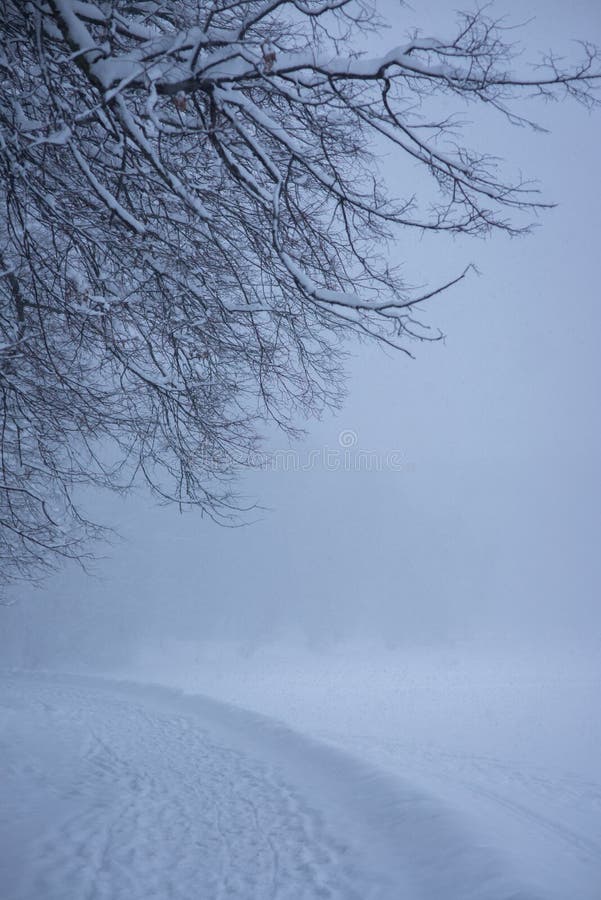 The Snowy Pathway in the Winter Park Stock Image - Image of nature ...