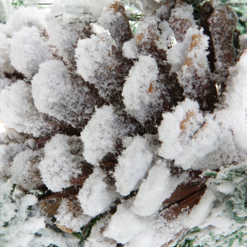 Snowy pine cone stock photo. Image of christmas, snowy - 12197484