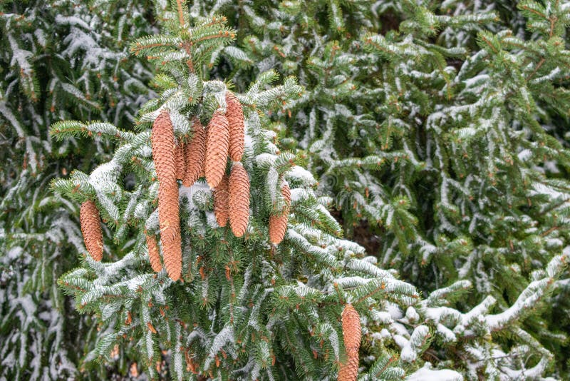 Snowy Pine Cup with Pine Cones Stock Photo - Image of plant, branch ...
