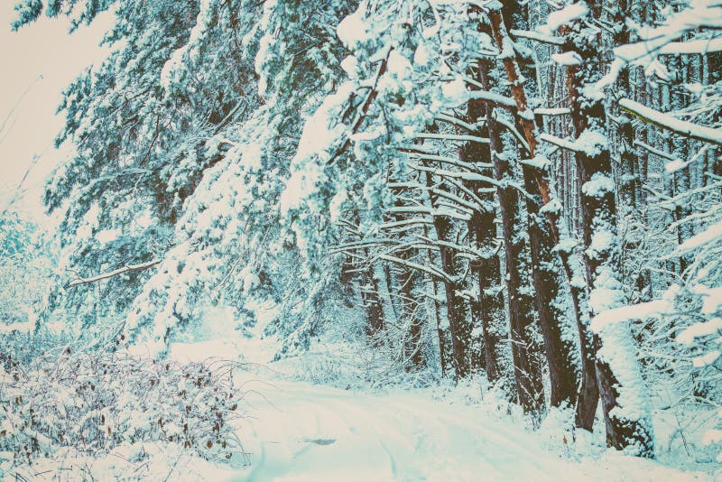Snowy Pine Forest in Winter during Blizzard Stock Photo - Image of ...