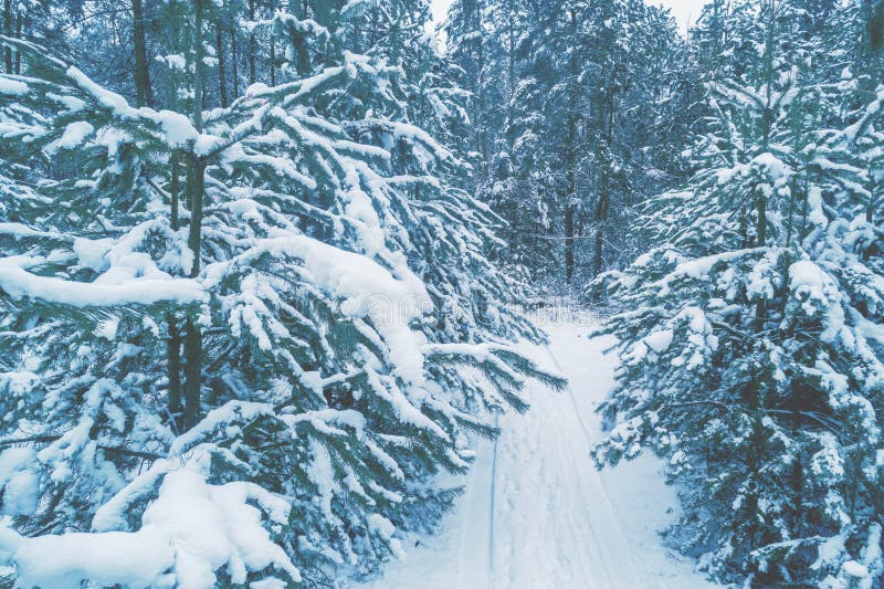Snowy Pine Forest in Winter after Snowfall Stock Photo - Image of light ...