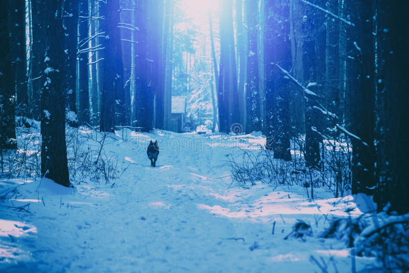 Snowy Path Blue Tinted Winter Forest Stock Photos - Free & Royalty-Free ...