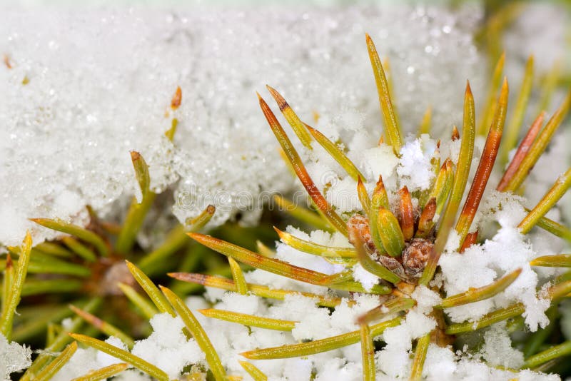 Snowy Pine Needles stock photo. Image of natural, plant - 30624748