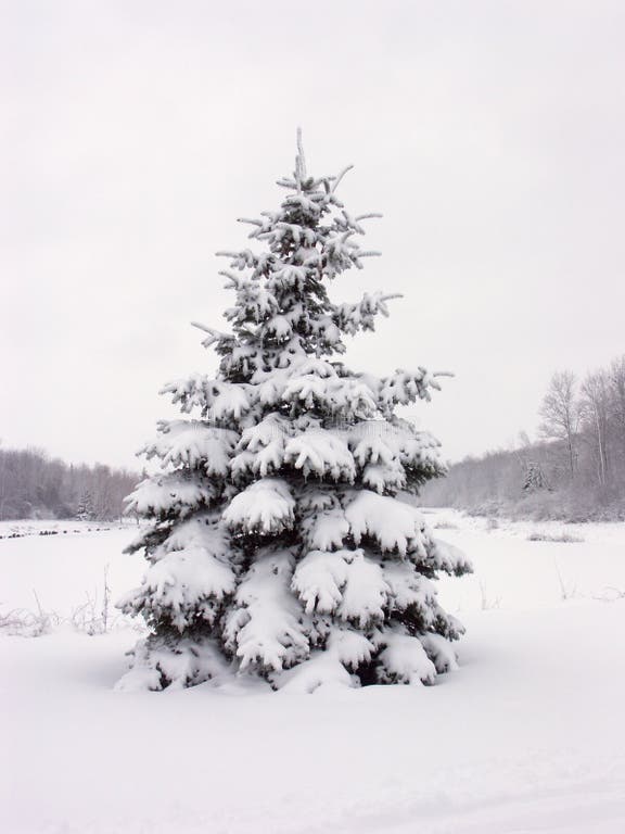 Snowy pine tree stock photo. Image of frosty, snow, snowy - 176912