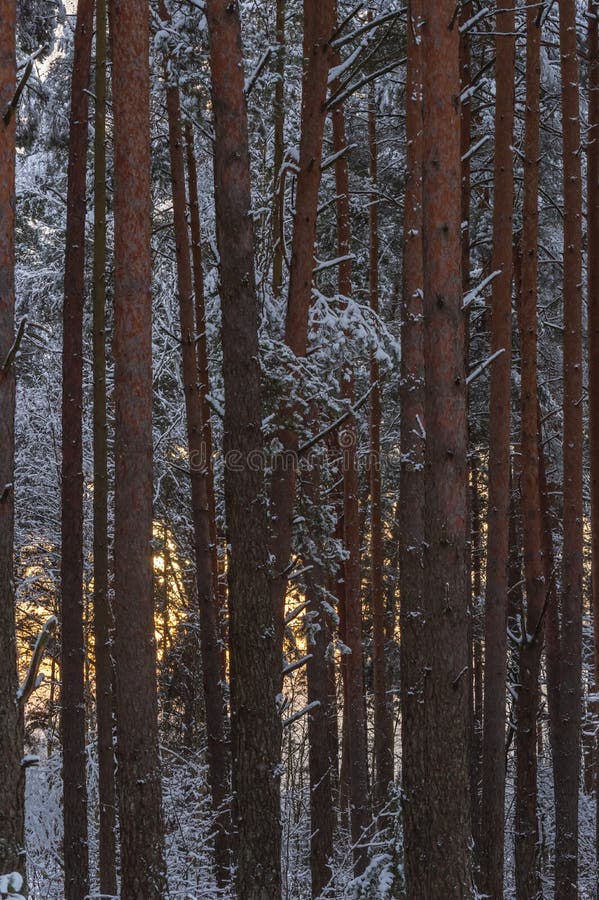 Sunset Light by the Pine Tree Trunks in Winter Stock Photo - Image of ...