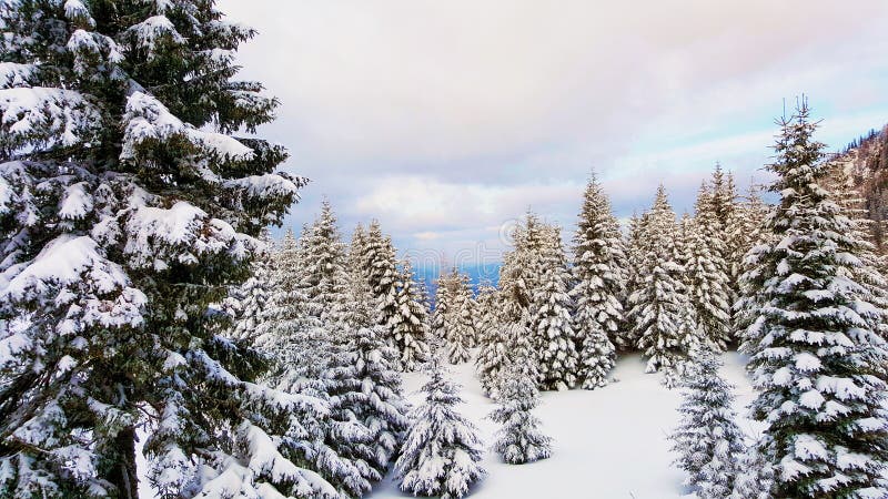 Snowy Pine Trees in a Forest Stock Image - Image of beauty, cold: 88815213
