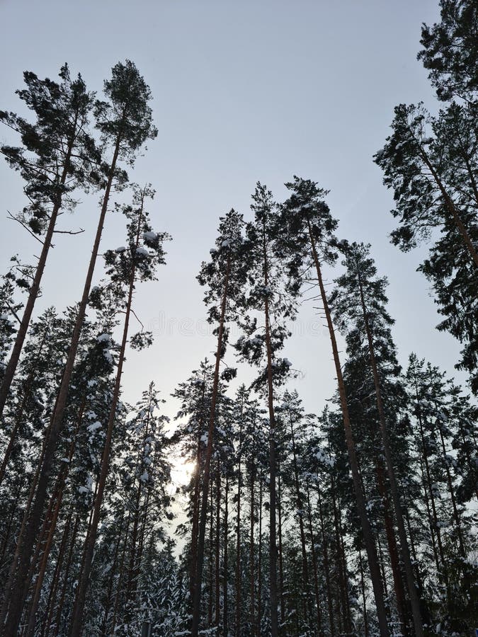 Snowy Pine Trees in a Forest in Winter Stock Photo - Image of ...