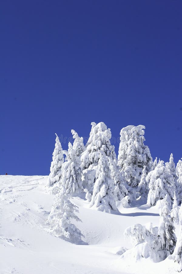 Snowy Pine Trees on Mountain Side Stock Image - Image of snow, nature ...