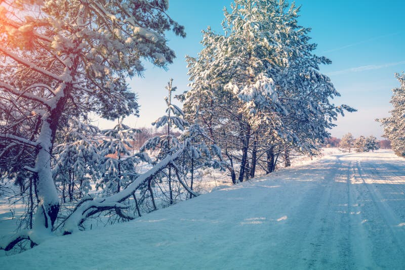 Snowy Pine Trees on the Side of a Snowy Country Road Stock Image ...