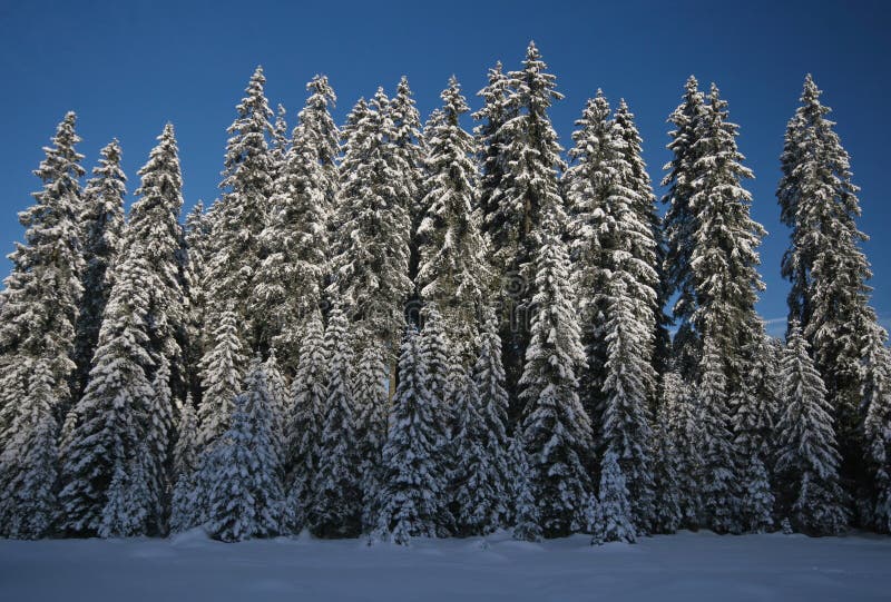 Snowy pines stock image. Image of background, forest, field - 8090879