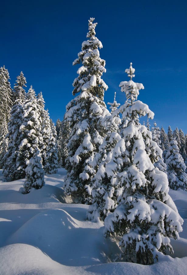 Snowy pines stock photo. Image of beautiful, nature, january - 8091060