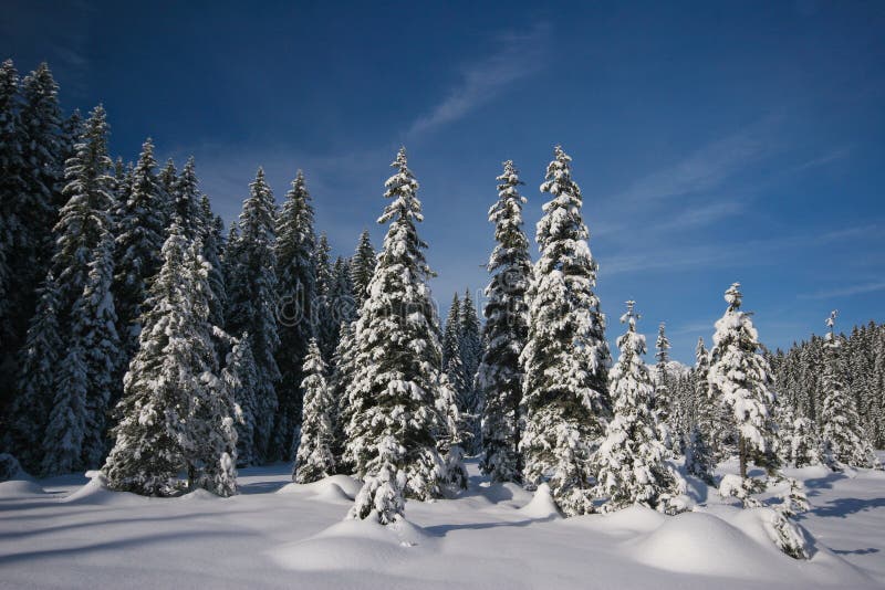 Snowy Woods stock photo. Image of festive, northern, haze - 3543108