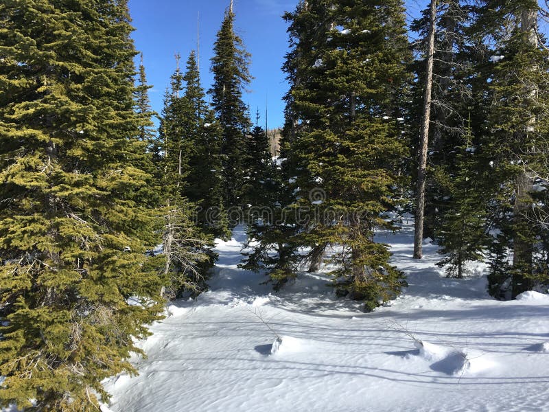 Snowy Pines stock photo. Image of tree, fresh, country - 71098878