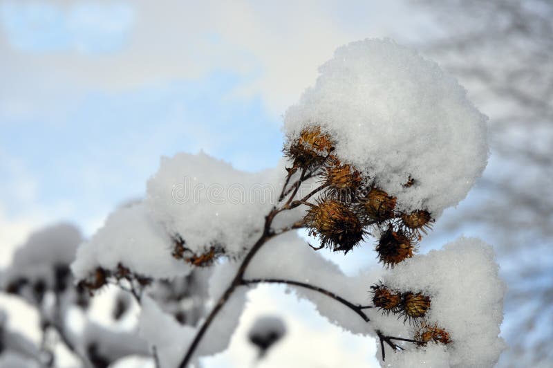 Snowy plant stock image. Image of frosty, cold, winter - 12415441