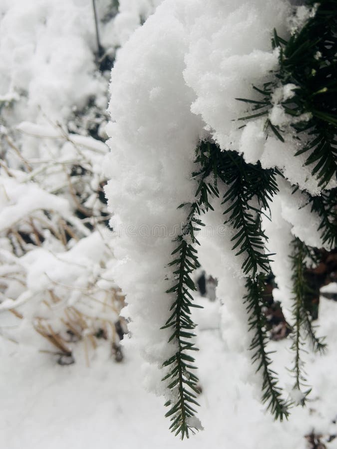 Snowy Plants stock photo. Image of winter, nature, bushes - 310026580