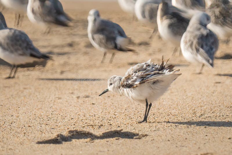 Snowy Plover, a Small Sandpiper, on the Beach Stock Photo - Image of ...