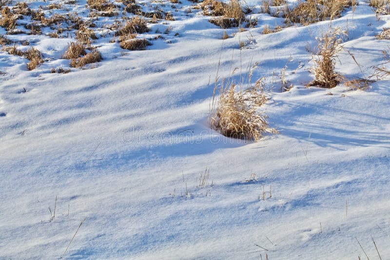 Snowy Prairie Grass Shadows Stock Image - Image of frost, freezing ...