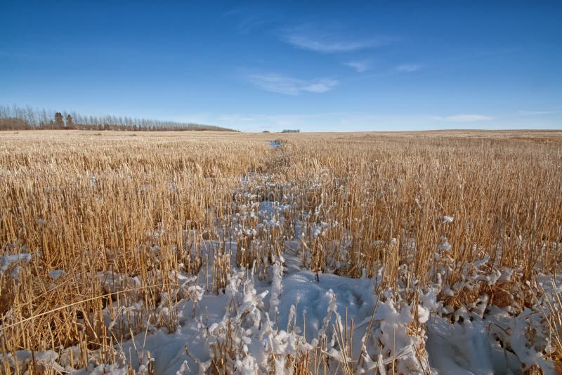 Snowy Prairie Landscape stock image. Image of beautiful - 37953159
