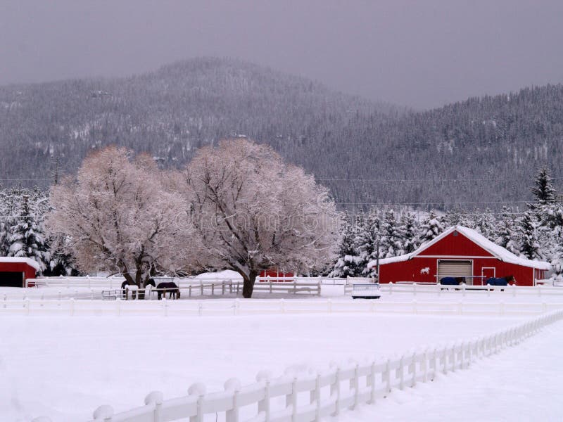 Snowy Ranch and Horses stock photo. Image of snowing, winter - 7780420