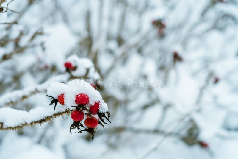 Snowy Red Berries of Wild Rose Bush Stock Image - Image of snow, icing ...