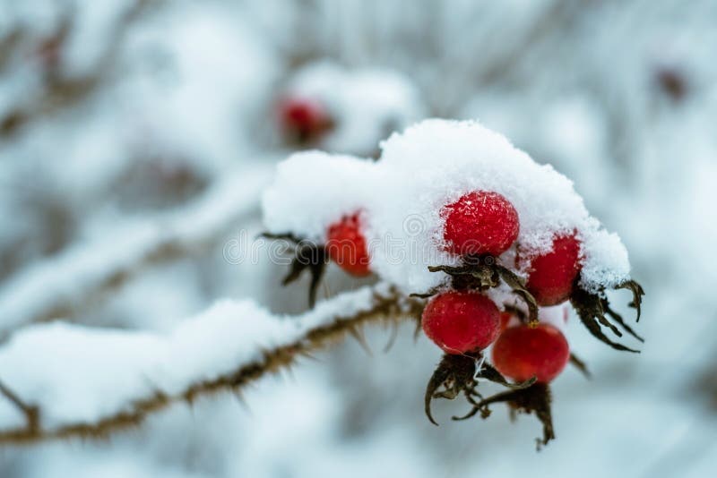 Snowy Red Berries of Wild Rose Bush Stock Image - Image of frost, briar ...
