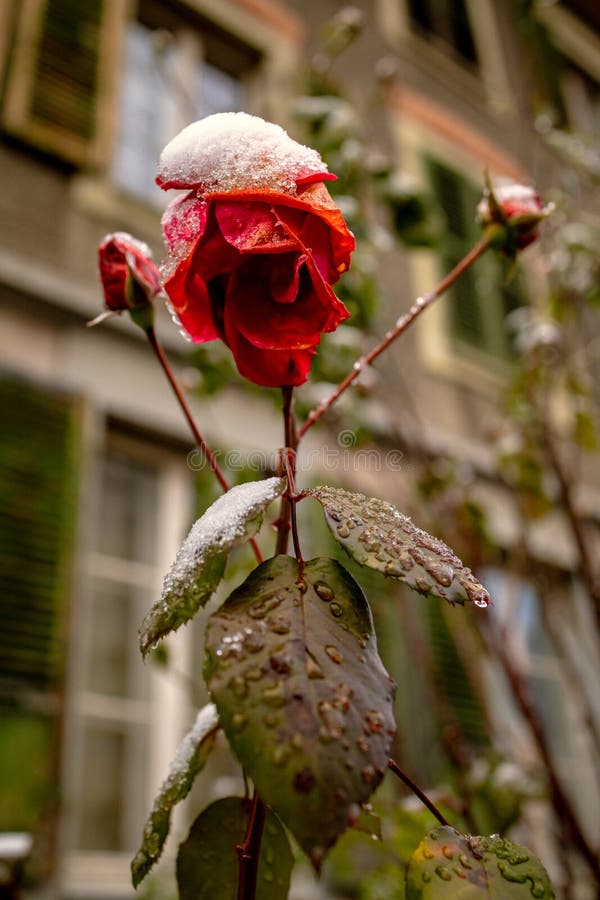 Snowy Red Rose in a Street Garden Stock Image - Image of engage ...